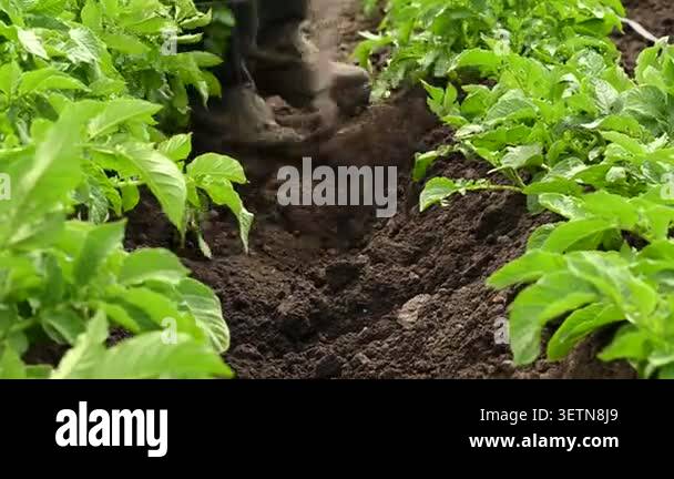 Potato plant Solanum tuberosum young shoots hilled or earthing up by ...