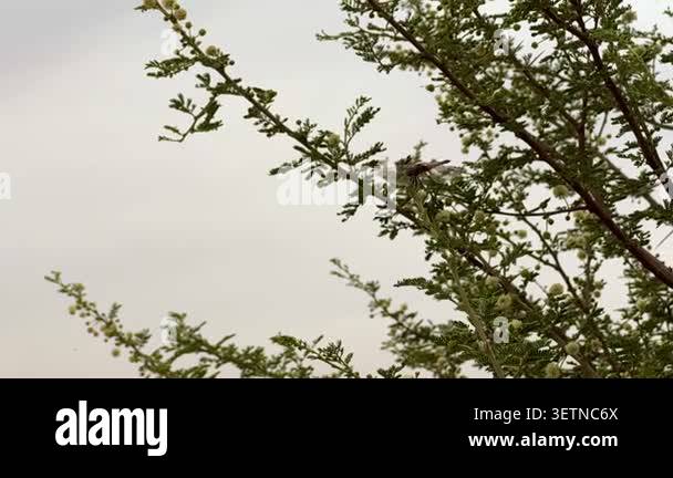 Download Slow motion green damselfly dragonfly on green screen ...