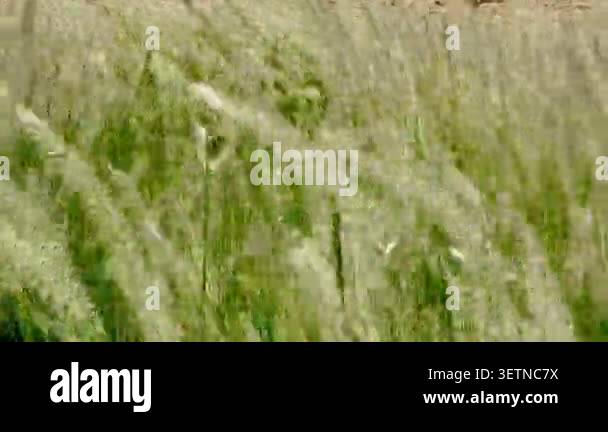 Close up of wild flowers and green plants swaying in the wind. High ...