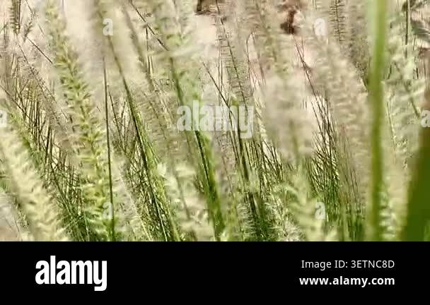 Close up of wild flowers and green plants swaying in the wind. High ...