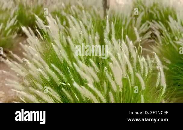 Close up of wild flowers and green plants swaying in the wind. High ...