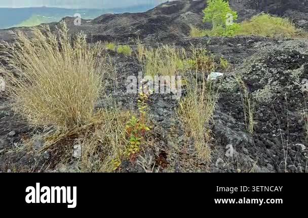 Volcanic landscape of Black Lava Mount Batur with sparse green ...