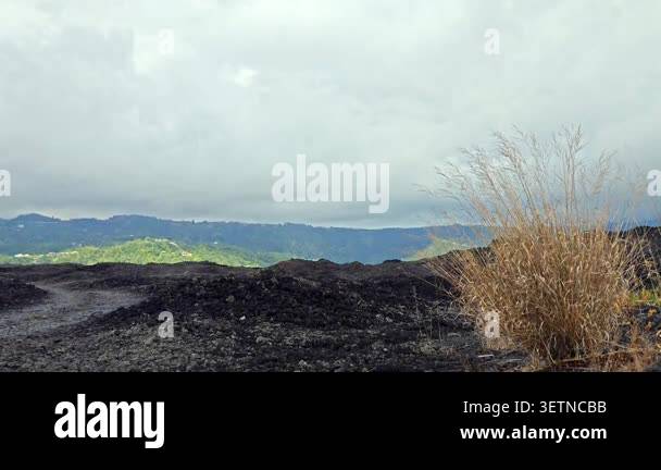 Volcanic landscape of Black Lava Mount Batur with a dry grass bush ...