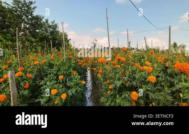 Beautiful field of vibrant orange marigold flowers with an irrigation ...