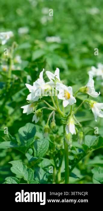 Close-up of white potato flowers blooming on a green bush in the field ...