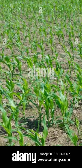 Vertical slow motion of young organic corn stalks growing on a farm ...