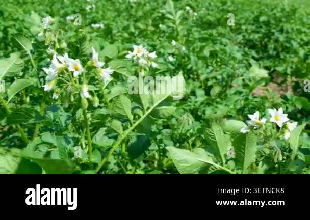 Growing potatoes, potato flowering field Stock Video Footage - Alamy