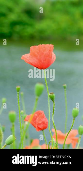 Slow motion vertical shooting of poppies growing on the river bank ...