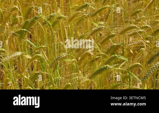 Golden Barley Field in Summer Sunlight, Agricultural Background Slow ...