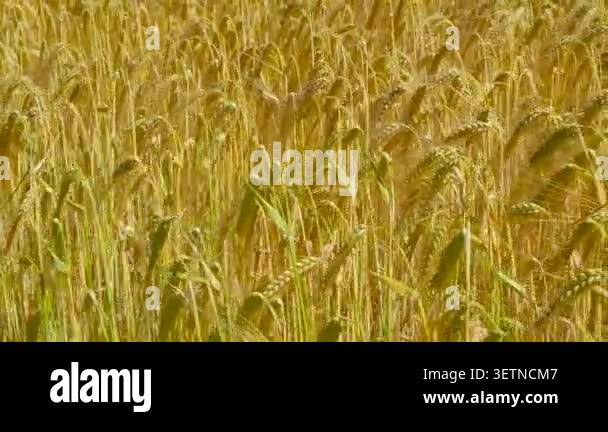 Agriculture background, yellow ears of barley sway in a field Stock ...