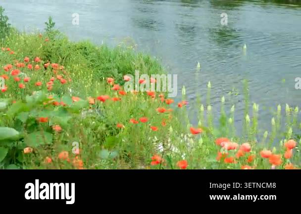 Scenic view of a river bank covered in blooming poppy flowers Stock ...
