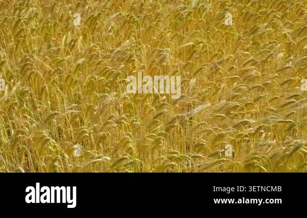 Golden Barley Field in Summer Sunlight, Agricultural Background Stock ...