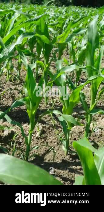 Agricultural field with rows of young corn stalks on a sunny summer day ...
