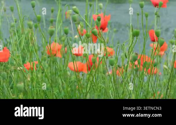 Red poppy flowers and green seed pods swaying in the wind by the river ...