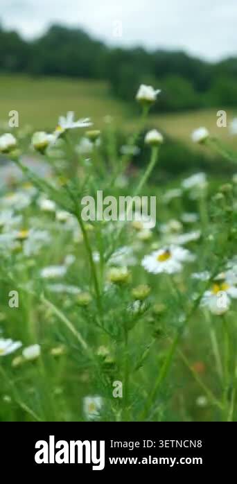 Field of wild chamomile flowers blooming in green grass on a sunny ...