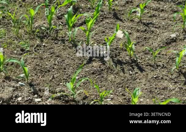 Rows of small corn maize sprouts on an agricultural field in early ...
