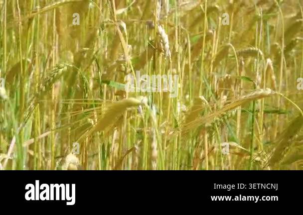 Golden barley field ripening under the summer sun, agricultural ...