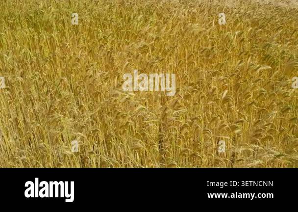 Camera panning over a golden barley field ripening in the countryside ...