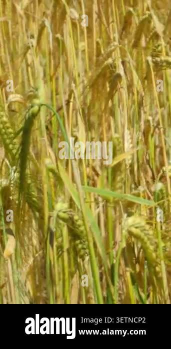 Beautiful ripe barley field in slow motion, vertical agriculture ...