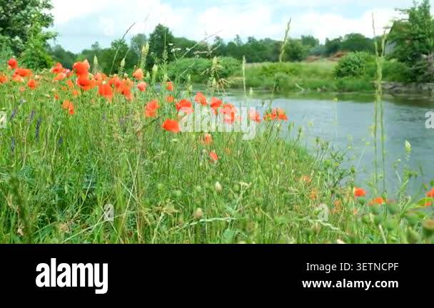Scenic landscape of red poppy field growing along a peaceful river bank ...