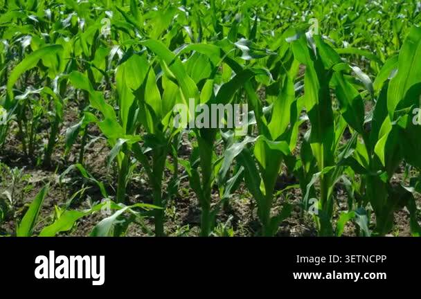 Rows of small corn maize sprouts on an agricultural field in early ...