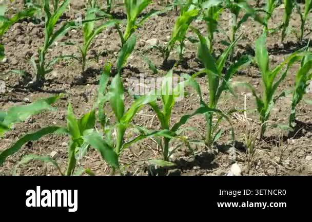Rows of small corn maize sprouts on an agricultural field in early ...