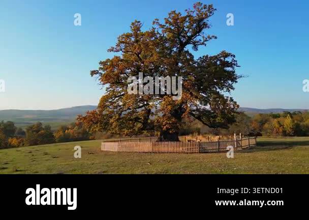 High angle view of the Old Man of the Carpathians, a 900-year-old ...