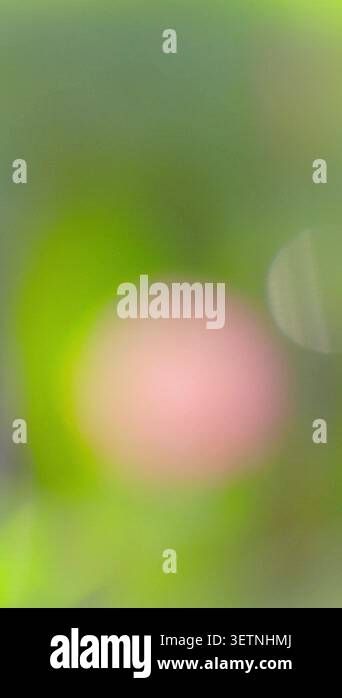 Out-of-focus foliage moved by the wind, vertical abstract video shot in ...