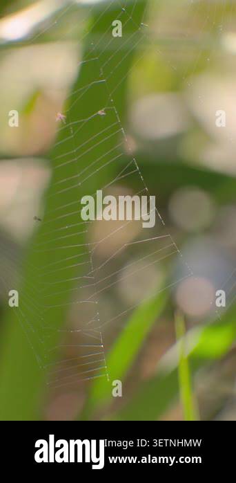 A spiderweb being rocked by a soft wind, in a forest in the eastern ...