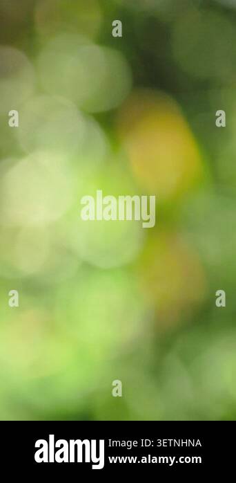 Out-of-focus foliage moved by the wind, vertical abstract video shot in ...