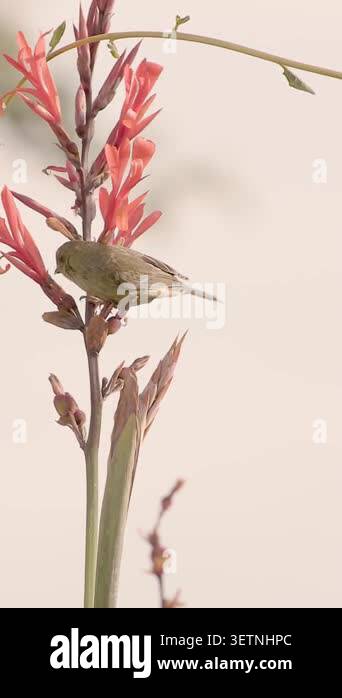 A female of rusty flowerpiercer feeding on Indian shot flowers, in a ...