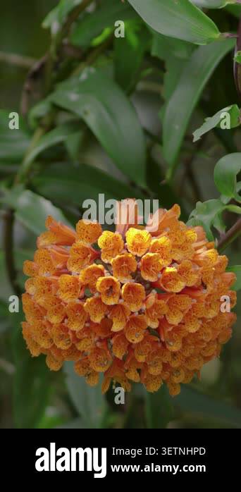 Black stingless bees feeding on an orange trailing lily flowers, slow ...