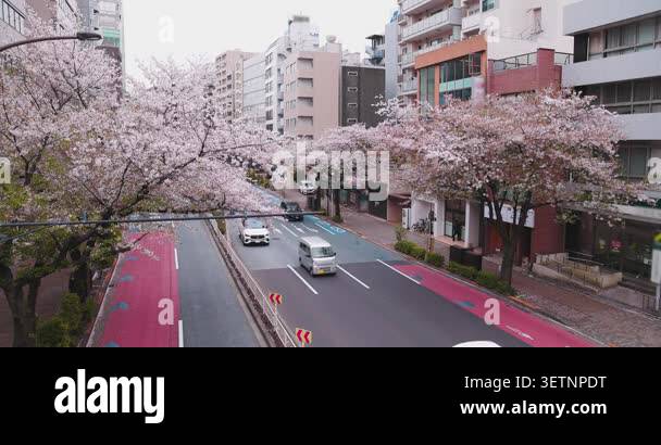 A cityscape of traffic jam at cherry street Tokyo in spring. High ...