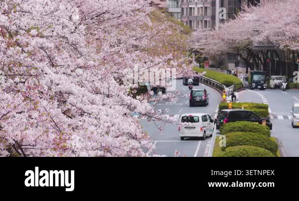 A cityscape of traffic jam at cherry street Tokyo in spring. High ...