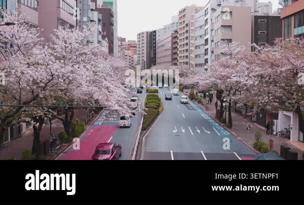 A cityscape of traffic jam at cherry street Tokyo in spring. High ...