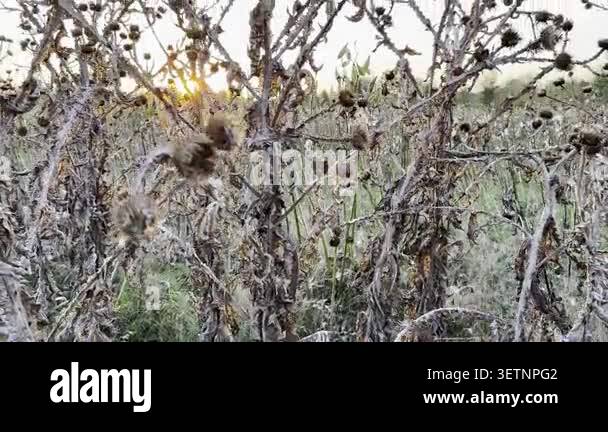 Close up view of dry spiky plants with beautiful sunset at background ...