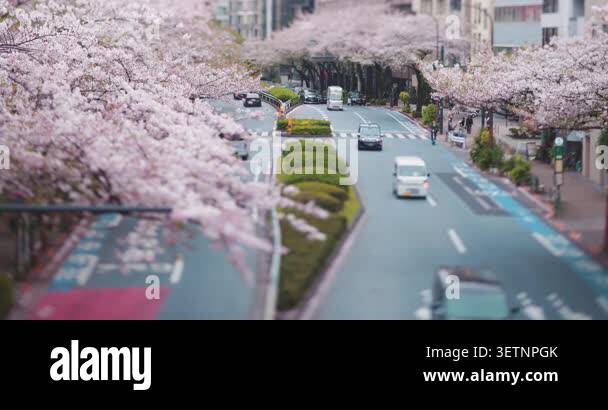 A cityscape of traffic jam at cherry street Tokyo in spring. High ...