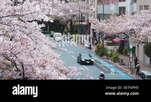 A cityscape of traffic jam at cherry street Tokyo in spring. High ...
