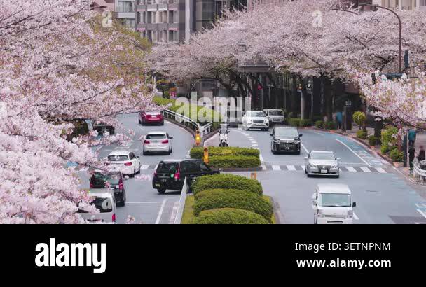 A cityscape of traffic jam at cherry street Tokyo in spring. High ...