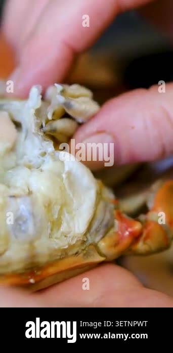 eat crab take apart crab. woman breaks up a cooked crab and prepares it ...