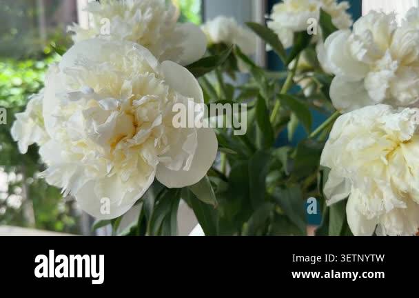 Beautiful white peonies bloom in a vase near a sunlit window. Soft ...
