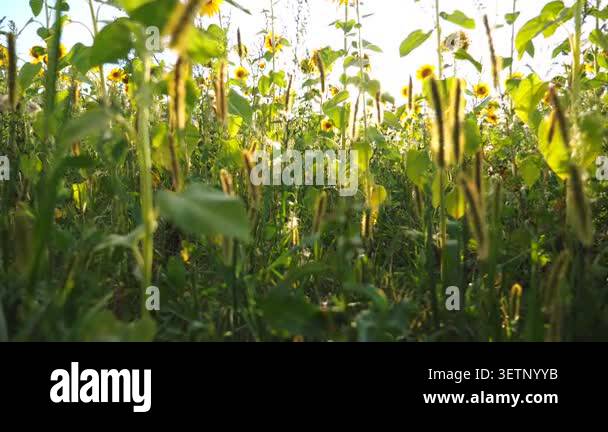 Beautiful nature scene of meadow with green grass and other wild ...