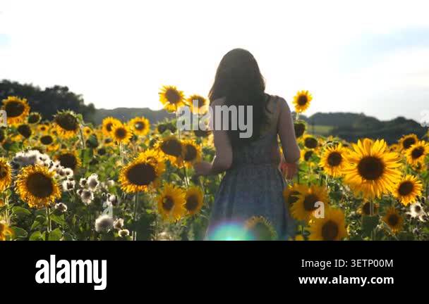 Camera tracking carefree woman walking among high blooming sunflowers ...