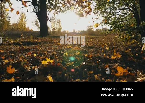 Yellow autumn leaves falling to ground in forest with sunlight at ...