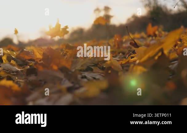 Detail view on yellow autumn leaves slowly falling. Ground covered with ...