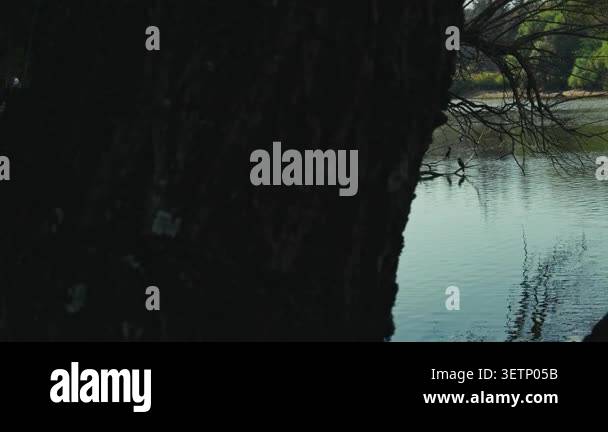 Animal Bird Cormorant on Tree Branch in Lake Water in Nature Stock ...