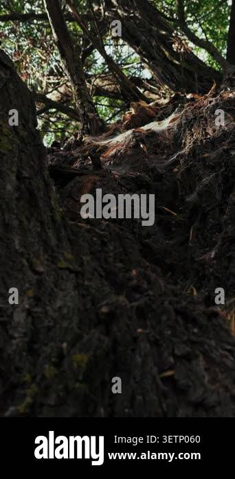 Old Tree Trunk Covered in Spider Webs in Nature Stock Video Footage - Alamy