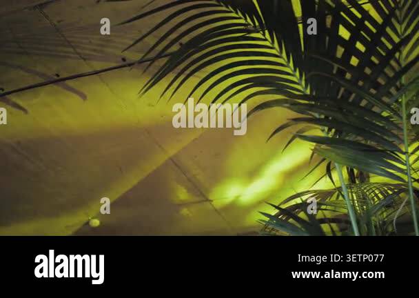 Close-up palm branch in the foreground in the restaurant interior and ...