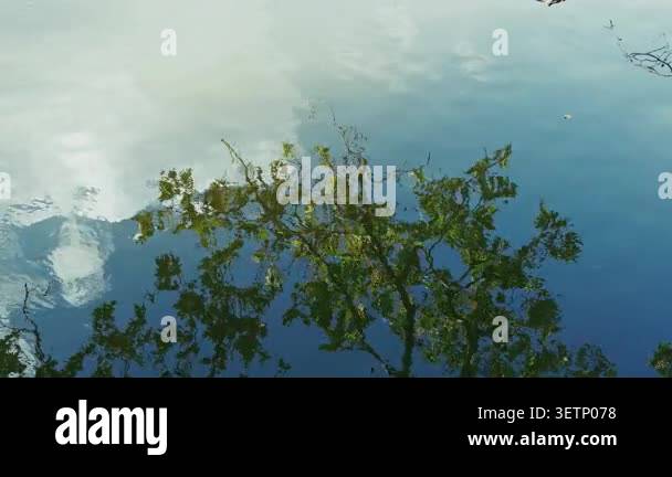 Tree Branches and Leaves Reflection on Lake Water in Nature Stock Video ...