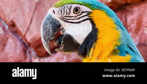 Extreme close-up footage of a blue and yellow macaw showing intricate ...